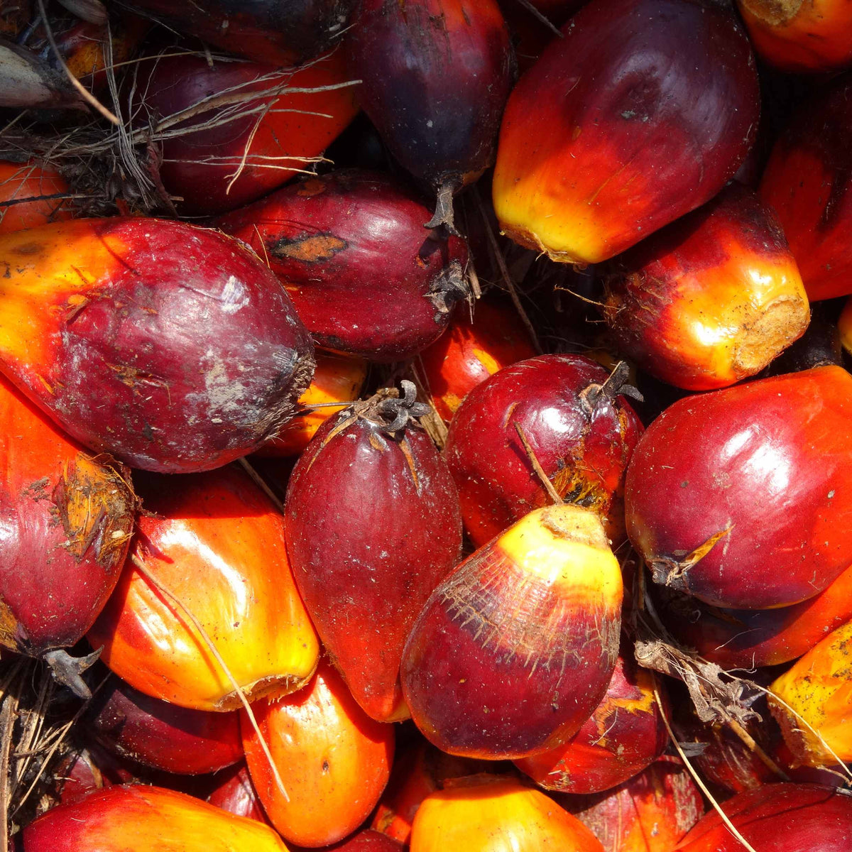 Nutritional and Culinary Marvel: The Benefits of Palm Oil – ZOAM STORES