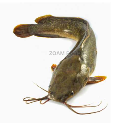 Frozen Catfish – ZOAM STORES