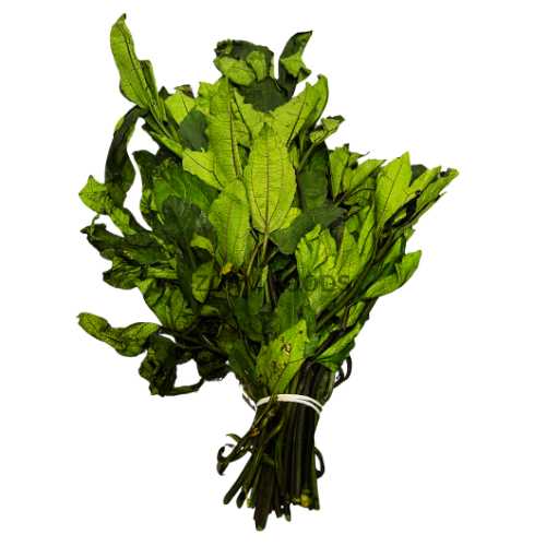 Fresh Ugu Leaf – ZOAM STORES